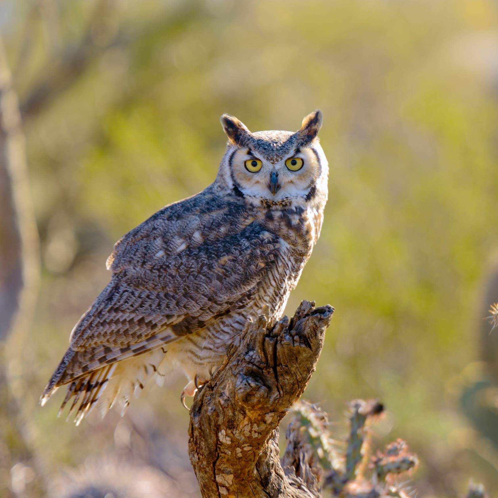Liberty Wildlife - Lost Dutchman State Park | Discover Apache Junction